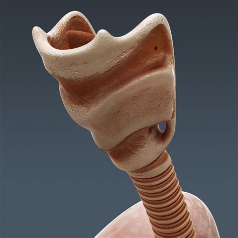 Human Male And Female Anatomy Body Skeleton And Internal 3d Model By