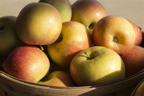 Stayman Apples | Local Apple From Leavenworth, United States of America