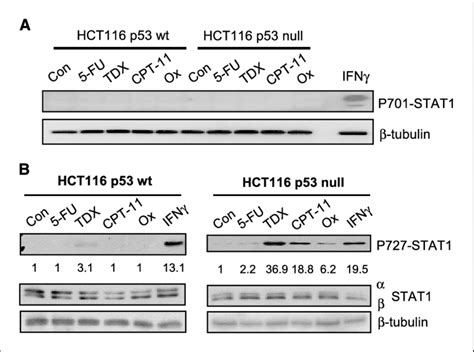 A Western Blot Analysis Of Stat1 Phosphorylation At Tyr 701 In The