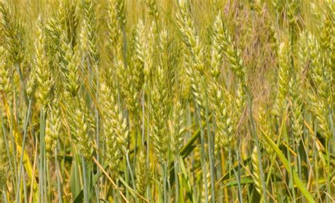 Bright Prospects Of Rabi Foodgrain Production Would Offset Kharif