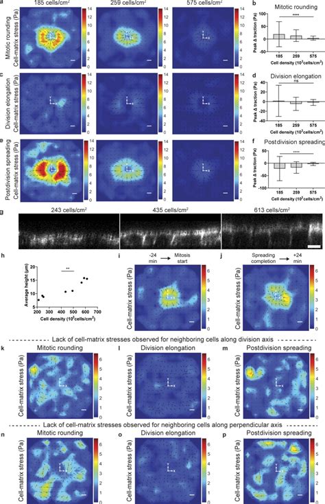 Increasing Epithelial Monolayer Densities Are Correlated With Reduced