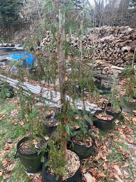 Anyone Growing Redwoods Or Sequioas Especially Outside California