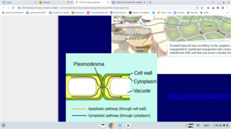 Chapter 25 Flowering Plants Nutrition And Transport Flashcards Quizlet