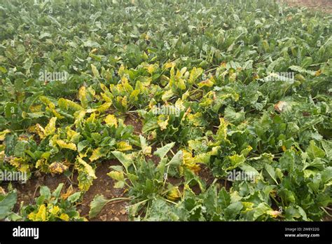 Sugar Beet Beta Vulgaris Crop Infected Plants With Virus Yellows