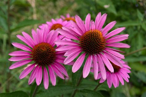 9 Pollinator Friendly Garden Bed Designs That Master Gardeners Swear By
