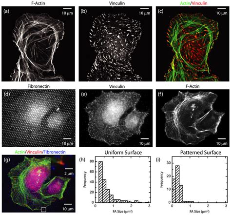 Ac Immunofluorescence Image Of A U2os Cell Plated On A Substrate