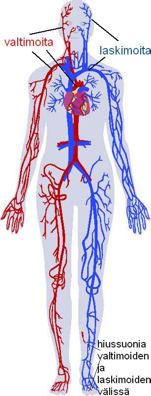 Valtimot Laskimot Ja Hiussuonet
