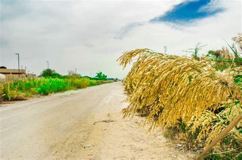 Cortaderia 셀로 아나의 근접 촬영 나뭇잎과 씨앗을 흔들며 하늘에 흰 어두운 구름의 숨막히는 전망 0명에 대한 스톡 사진
