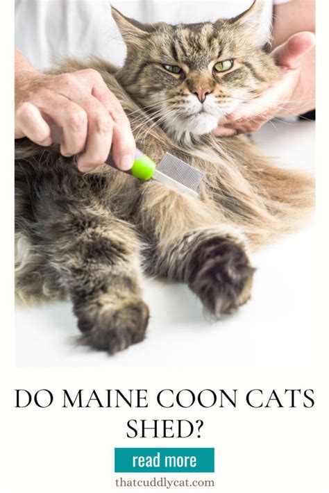 Do Maine Coon Cats Shed That Cuddly Cat