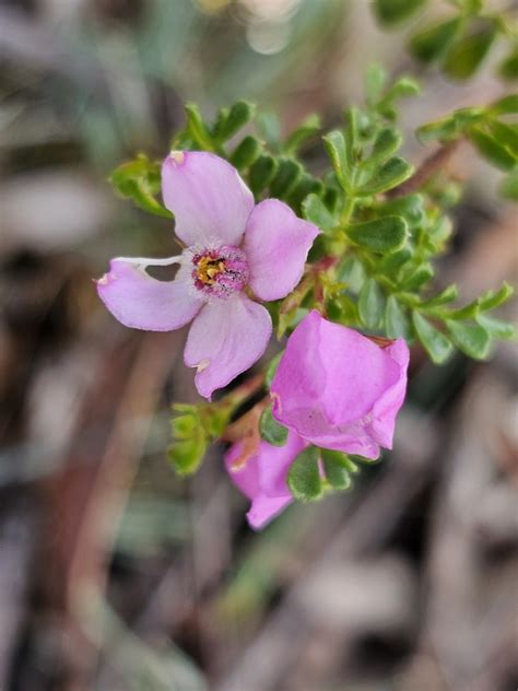 Boronia Microphylla From Hassans Walls Nsw 2790 Australia On February 17 2024 At 10 37 Am By