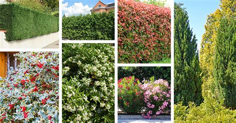 15 Fast Growing Shrubs For Privacy That Will Elevate Your Yard