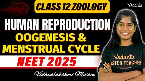 Class 12 Zoology Human Reproduction Oogenesis And Menstrual Cycle