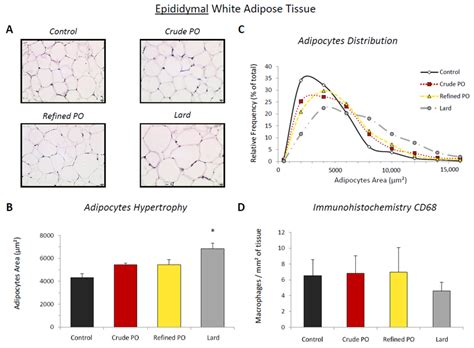 Adipocyte Size And Macrophage Infiltration In Epididymal White Adipose