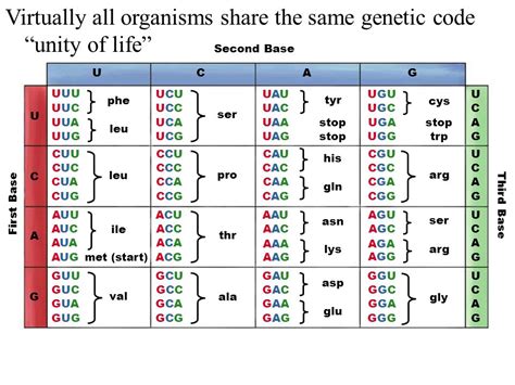 1 Dna Rna Structure 2 Dna Replication 3 Transcription Translation