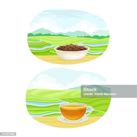 차 그린 테라스 필드 농장과 뜨거운 향기로운 음료 벡터 세트가 있는 컵 0명에 대한 스톡 벡터 아트 및 기타 이미지 0명 농업 도시를 벗어난 장면 Istock