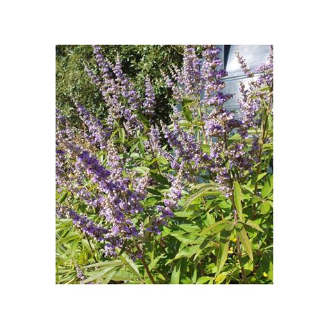 Vitex Agnus Castus