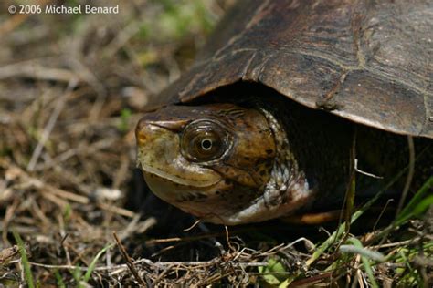 Western Pond Turtle Emys Marmorata