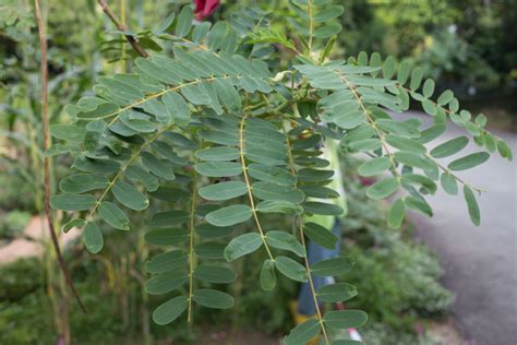 Sesbania Grandiflora Iplantz