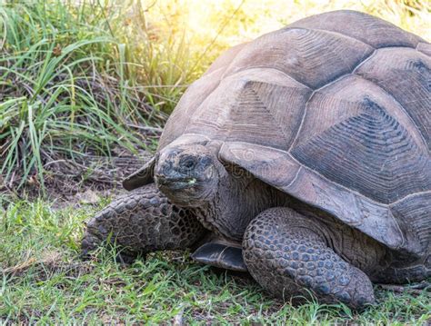 Aldabra Giant Tortoise In Nature Of Seychelles Stock Image Image Of