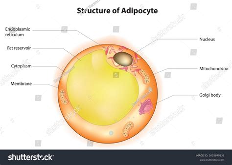 Structure Adipocyte Anatomy Adipocyte Cell Lipocytes Stock Vector