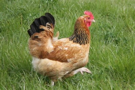11 Yellow Chicken Breeds Buff Or Gold Colored
