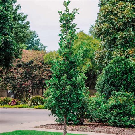 Kindred Spirit Oak Tree Spring Hill Nursery