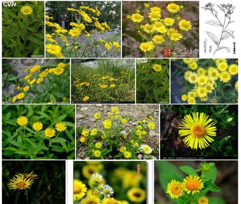 Inula Britanica