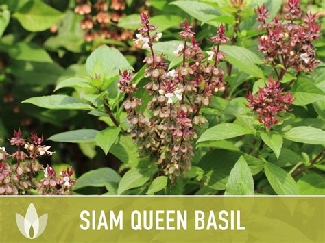 Siam Queen Basil Seeds Thai Basil Heirloom Seeds Medicinal Etsy