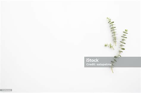 유칼립투스의 가지는 흰색 테이블 위에 있습니다 복사 공간이있는 상단보기 평평한 평신도 0명에 대한 스톡 사진 및 기타 이미지