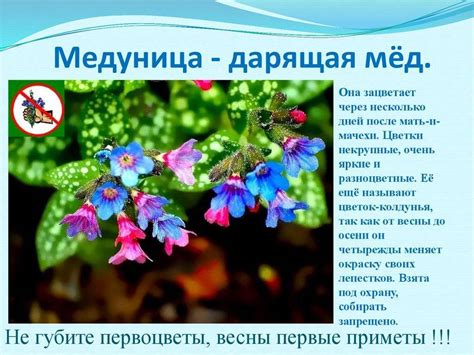 Медуница: целебные свойства и противопоказания, посадка и уход, фото