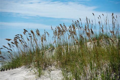 Seagrass On A Sand Dune With A Beach Background Stock Image Image Of