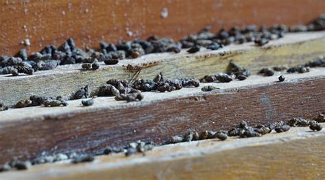 House Mouse Droppings
