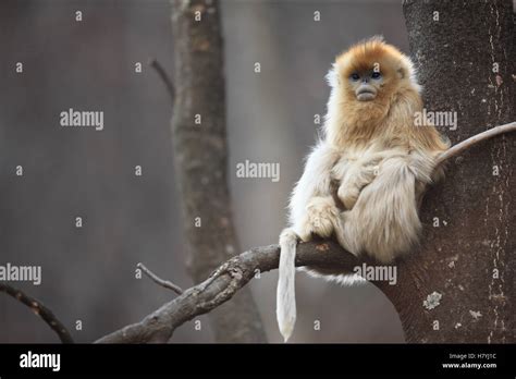 Golden Snub Nosed Monkey Rhinopithecus Roxellana Juvenile Qinling