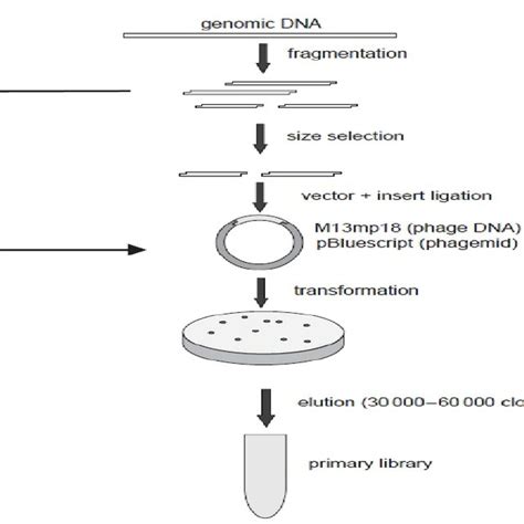 Schematic Representation Of ‘traditional Methods For Microsatellites