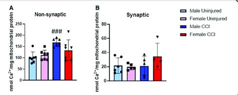 Non Synaptic Mitochondrial Calcium Loading Was Increased 24 H Post CCI