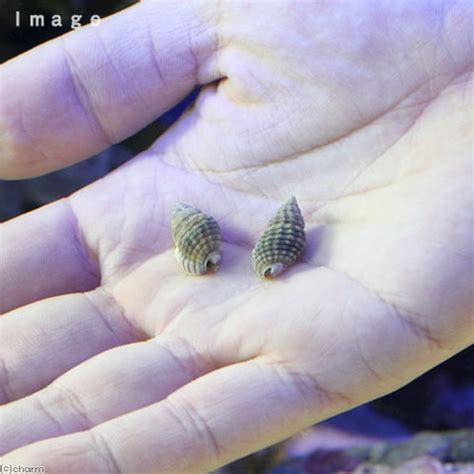 dショッピング 海水魚貝 アラムシロガイ5匹 カテゴリ海水魚の販売できる商品 チャーム 023240633 ドコモの通販サイト
