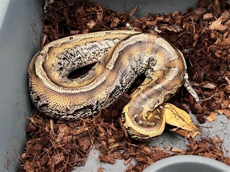 Matrix Blood Python By Scheirer Exotics Matrix Blood Python By Scheirer Exotics