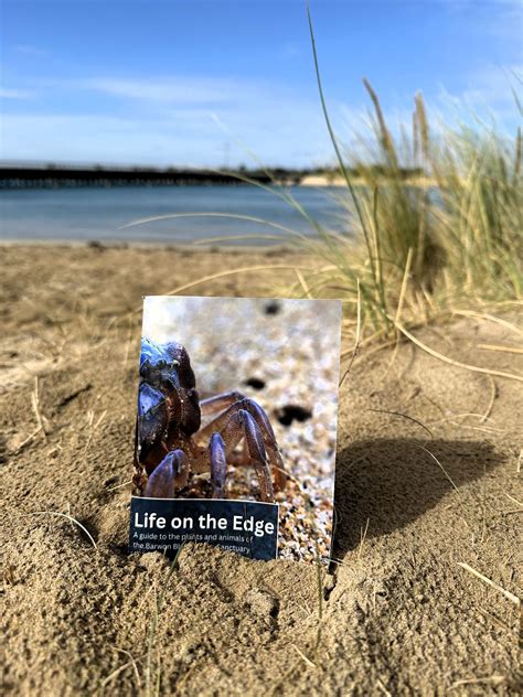 Life On The Edge A Free Guide To The Barwon Bluff Marine Sanctuary