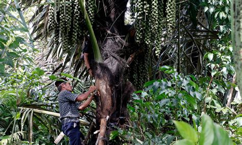 Proses Pembuatan Gula Merah Secara Tradisional Teknik Sederhana KAN Jabung Syariah Jawa Timur