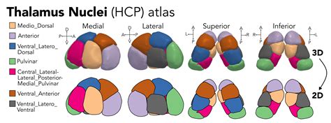 Atlas Information Subcortex Visualization