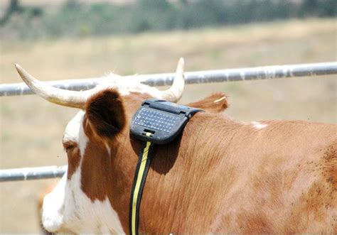 Smart Collars For Cattle At Johanna Reed Blog