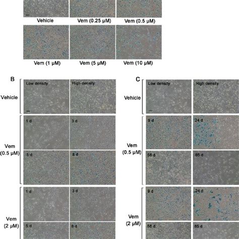 Continuous Treatment With Vem Or Dab Induces Braf V600e Melanoma Cells