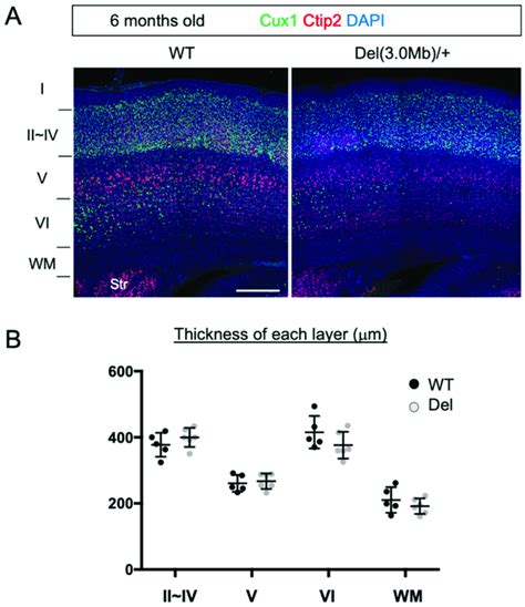 Gross Cortical Layer Structure Of Adult Del30mb Is Preserved A