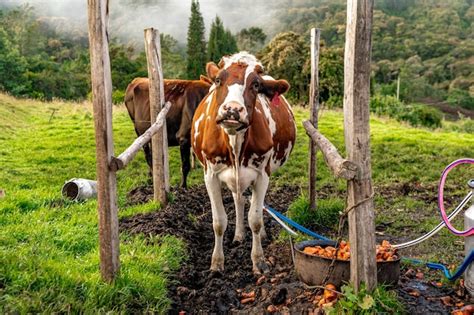 Premium Photo Milking Cows With The Help Of Technology In The Farm Yard