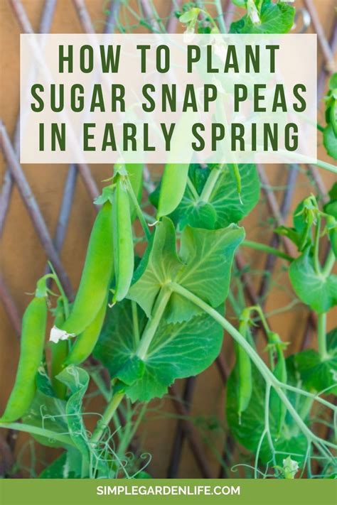 How To Grow Sugar Snap Peas In 2024 Plant Sugar Sugar Snap Peas