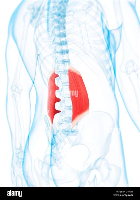 Anatomie muskulatur rücken Fotos und Bildmaterial in hoher Auflösung