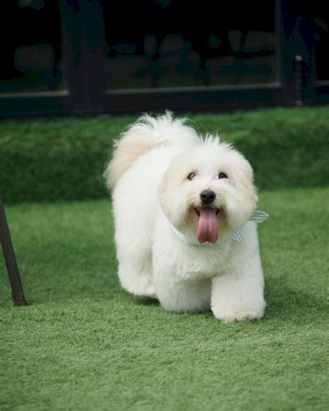 반려생활 경기도 실내 애견운동장 에어컨 빵빵 나오는 실내 애견카페모음