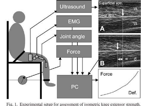 Figure 1 From Muscle Performance During Maximal Isometric And Dynamic Contractions Is Influenced
