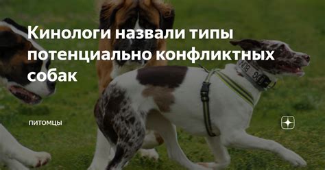 Кинологи назвали типы потенциально конфликтных собак Питомцы Дзен