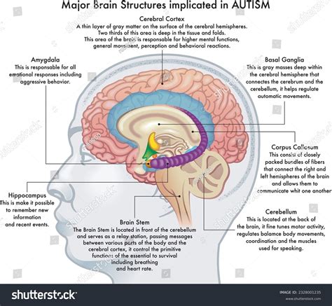 Brain Diagram Showing Amygdala Over 10 Royalty Free Licensable Stock